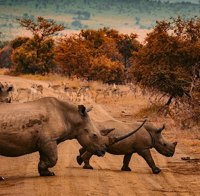 rhino – Spirit Science