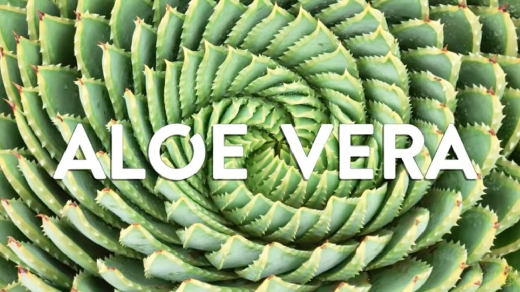 Everyday Magical Things ~ Aloe Vera – Spirit Science