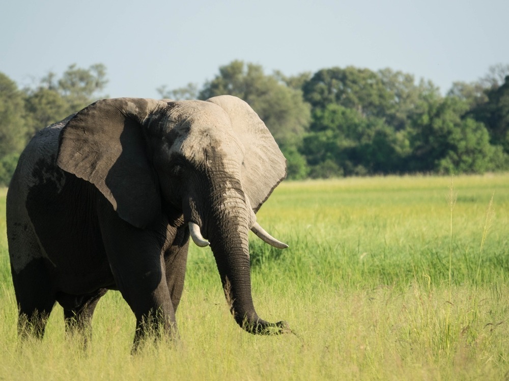 Hunter Killed After Shot Elephant Falls Over And Crushes Him – Spirit ...