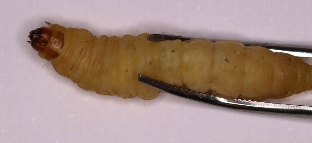 Scientists Found “Superworms” That Can Digest Plastic Using Powerful ...