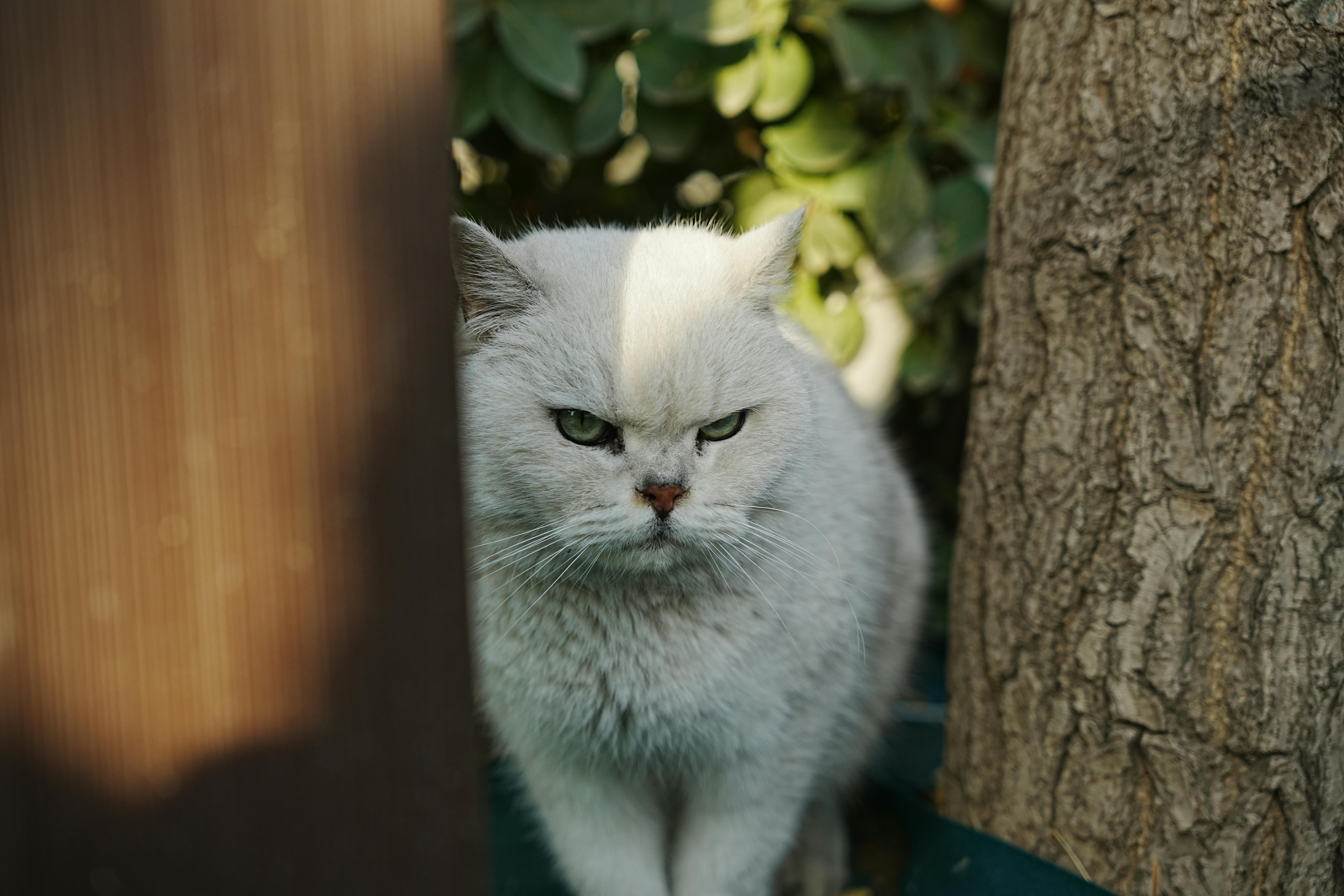 Grumpy Looking Pallas Cat Appears in First Himalayan Photo Evidence ...